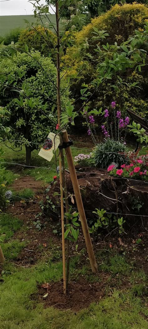 Garden Tree Planting Kit Woodcroft Landscapes