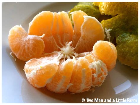 Two Men And A Babe Farm SATSUMA ORANGE HARVEST