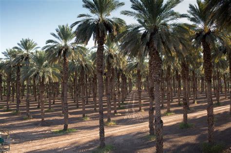 Khairpur Dates Production Pakistan Aseel Dates Khairpur Pakistan