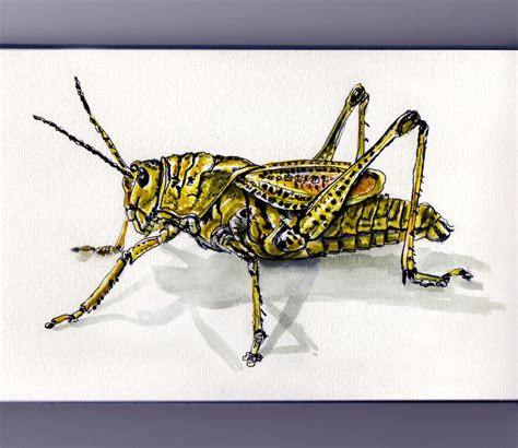 Doodlewash® ~ Grasshoppers In The Hay Fields
