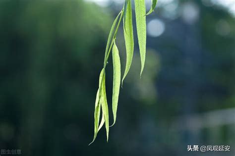 我自芬芳，蜂蝶自來 每日頭條