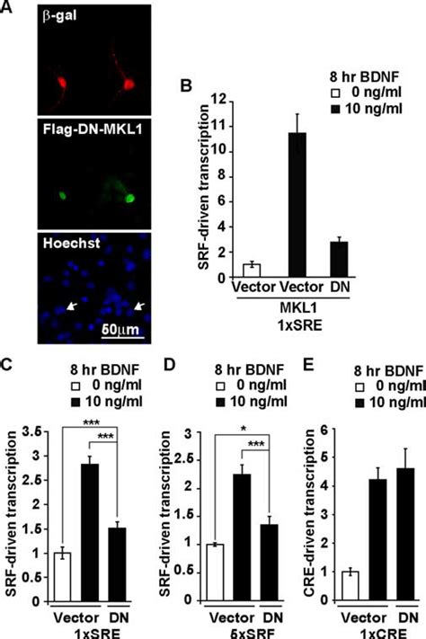 Inhibition Of Endogenous Mkl1 By Dn Mkl1 Mutant Reduces Bdnf