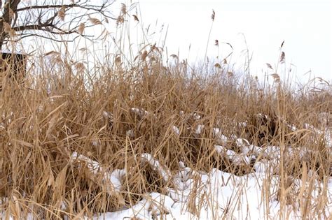 Premium Photo Winter Field With Dry Grass Covered With White Snow