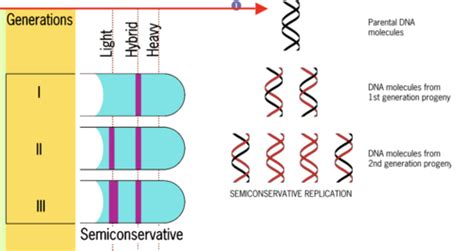 Molecular Bio Exam 1 Flashcards Quizlet