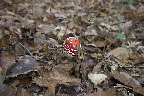 Hongo Rojo Blanco Foto Gratis En Pixabay Pixabay