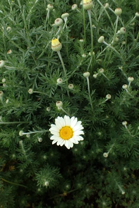 Camomila Dos Tintureiros E C Buxton Anthemis Tinctoria E C Buxton