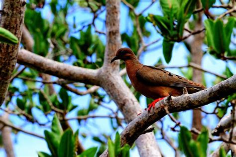 Premium Photo Bird On Branch