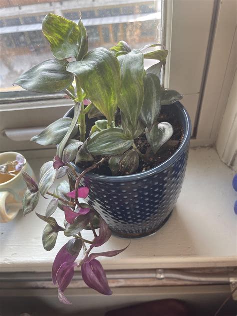 Lumpygreen New Tradescantia Zebrina Leaves Rplantclinic