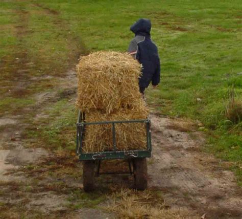 Hauling Straw To Fill The Nest Boxes Nesting Boxes Haul Straw