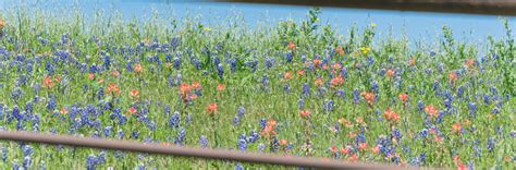 탁 트인 전망 인도 붓과 Bluebonnet 오래 된 금속 울타리를 따라 개화 0명에 대한 스톡 사진 및 기타 이미지 0명