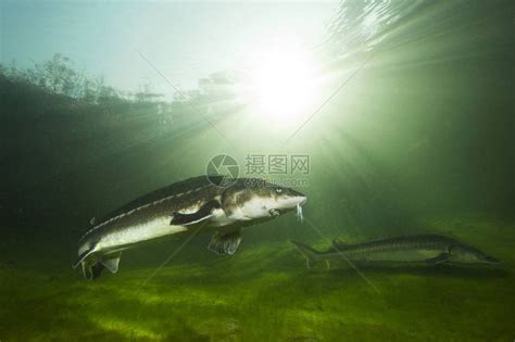 淡水鱼俄罗斯鲟鱼高清图片下载 正版图片503417506 摄图网