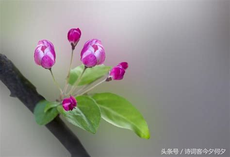 七絕一首 海棠 數枝搖曳向斜陽 每日頭條