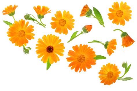 금 송 화입니다 금 잔 화 꽃 복사 공간 텍스트와 흰색 배경에 고립 최고의 볼 수 있습니다 평면 위치 패턴 0명에 대한 스톡