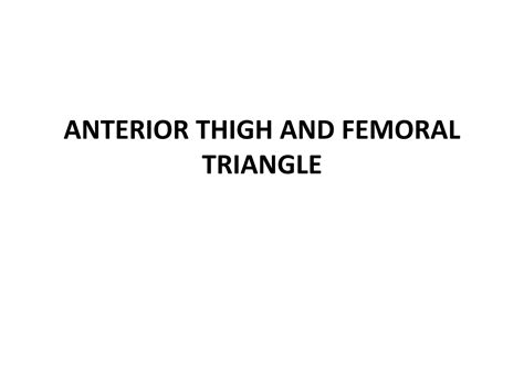 SOLUTION Anterior Thigh And Femoral Triangle 1 Studypool
