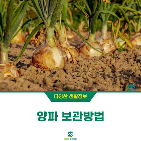 양파 보관방법오래보관깐양파실온보관냉장보관알아보자 네이버 블로그