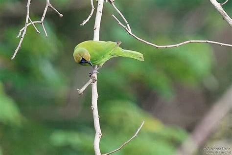 Verdin De Jerdon Mâle Stme339729