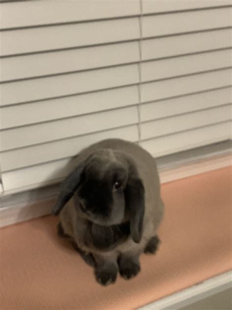 Olive And Opal Two Holland Lop Bunnies Rabbits For Sale