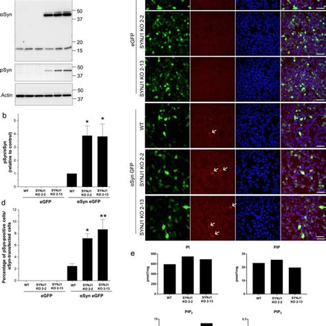 Depletion Of Synj1 Exacerbates Psyn Accumulation In αsyn Overexpressing