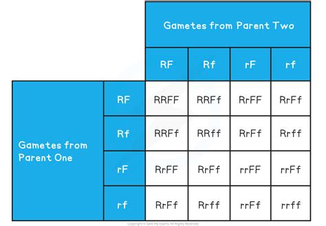 Predicting Inheritance Identifying Epistasis Ocr A Level Biology Revision Notes 2023