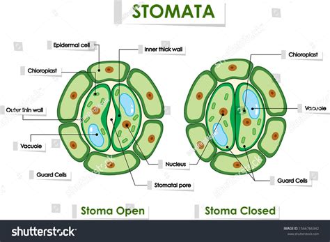 Leaf Stomata Diagram