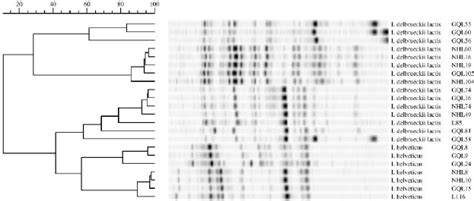 dendrogram based on upgma clustering of pearson coefficient for