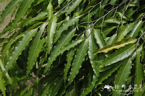 Polyalthia Longifolia