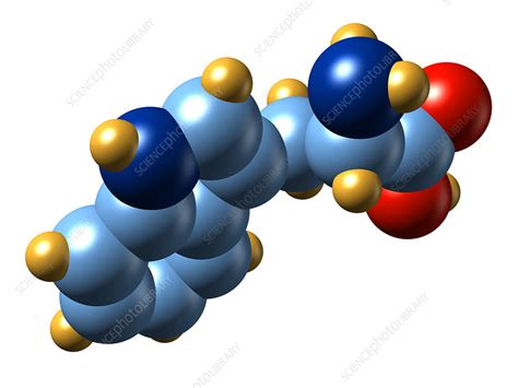 Tryptophan Molecular Model Stock Image A611 0076 Science Photo Library