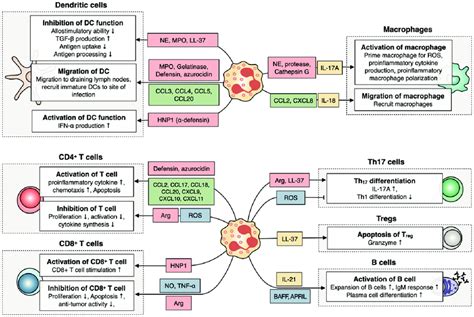 Intercellular Crosstalk By Neutrophils Through Soluble Mediators