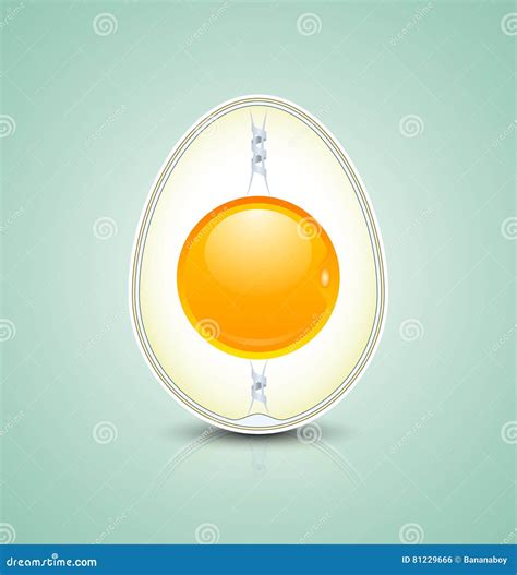 Egg Cross Section Icon Stock Vector Illustration Of Cuisine 81229666