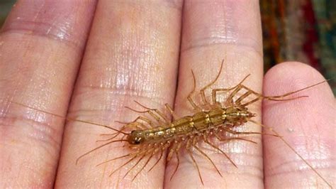 არასდროს მოკლათ ეს უცნაური მწერი აი რატომ Youtube