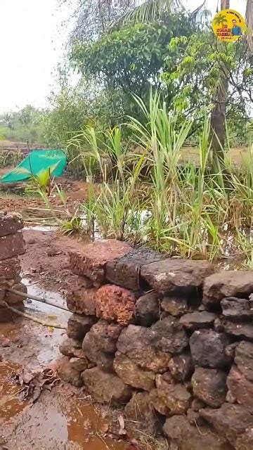 पेरणीचे दिवस🌾😍सगळीकडे मस्त हिरवगार🫰⛈️kokanvlog Konkanlife Viral