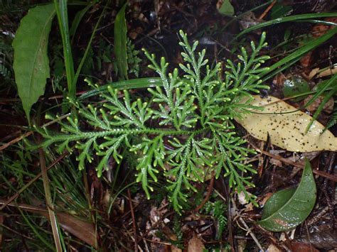 Selaginella Involvens Selaginellaceae