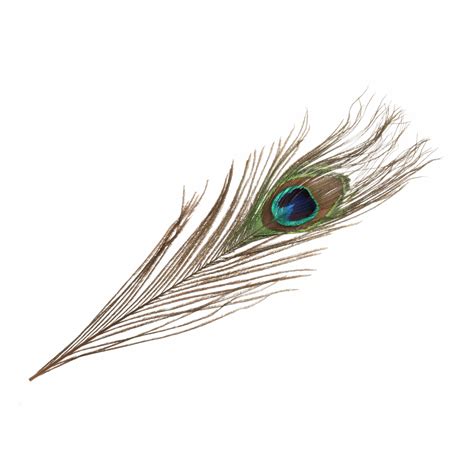 Small Peacock Feather Pack 2 Village Green