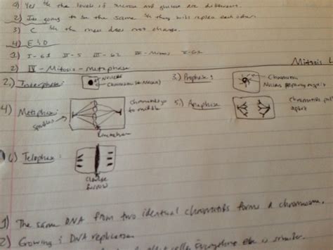 Mitosis Lab Root Tip Ap Bio Lab Page