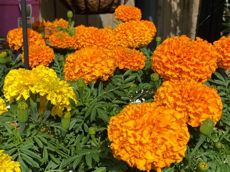 Limberlost Garden Centre Where Beautiful Gardens Begin