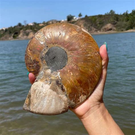Amonite Fóssil De Madagascar