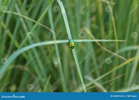 Lychee Shield Lychee Sealed Bug On Leaves Stock Image Image Of