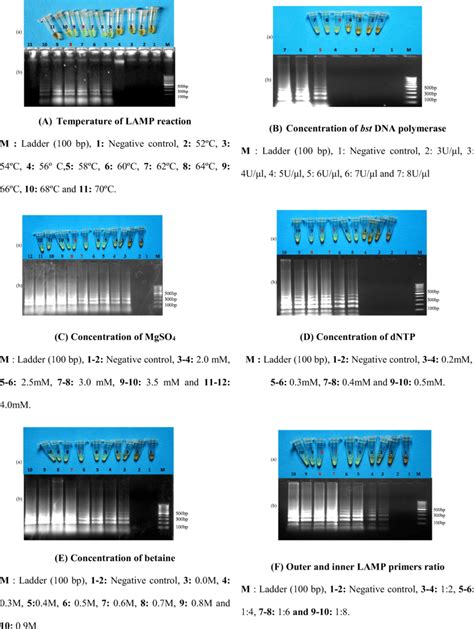 Optimization Of Temperature Of Lamp Reaction Reaction Mixture