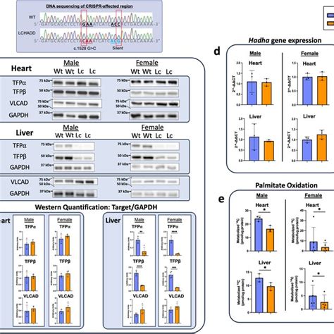 Biochemical Analysis Of Lchadd Mutant Mouse The G1528c Mutation And A