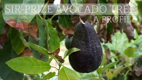 Sir Prize Avocado Tree Video Profile Greg Alders Yard Posts