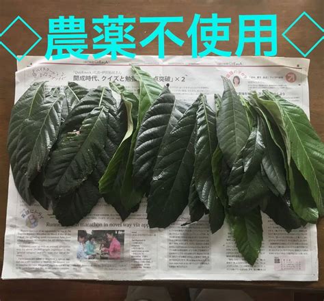 農薬不使用・無化学肥料栽培 ビワの葉 30枚 枇杷の葉 自然療法 東城百合子 メルカリ