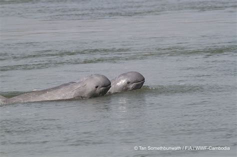 សត្វផ្សោតអ៊ីរ៉ាវ៉ាឌី ជារតនសម្បត្តិជាតិមានជីវិតនៅកម្ពុជា
