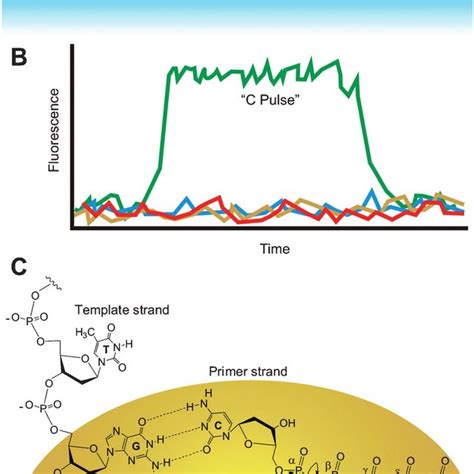 A Key Steps In Sequencing By Synthesis Using Dye Labelled Reversible