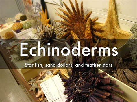 Arthropods Echinoderms And Chordates By Jennifer