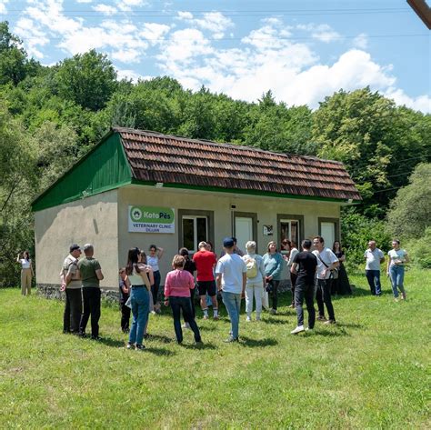 Stray Dogs Sterilization Program Projects Impulse