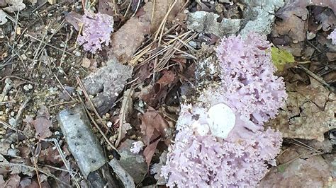 접시 껄껄이 오이꽃 버섯 달걀 버섯 보라 싸리버섯 산행 Youtube