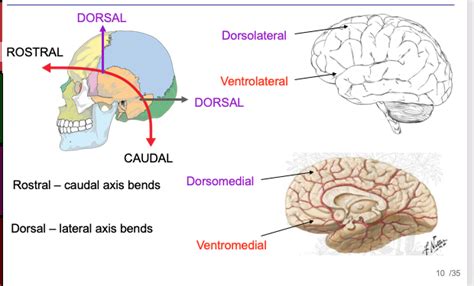 Diagram Of L4 Directions In Human Prefrontal Cortex Quizlet