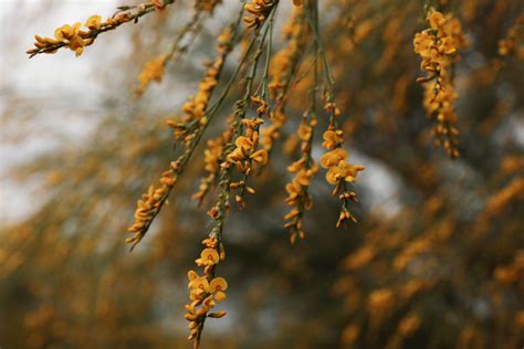 Viminaria Juncea Golden Spray Westgate Biodiversity Bili Nursery And Landcare