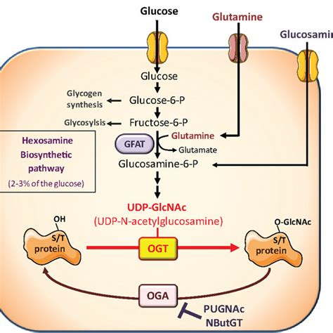 O Glcnacylation And Oncogenic Transcription Factors Several