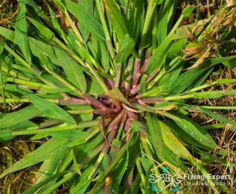 Crabgrass Vs Dallisgrass 6 Key Differences